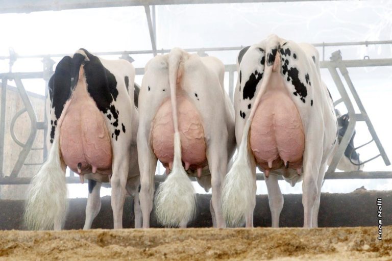 Herdmanager - Regio Drenthe - Alta Genetics