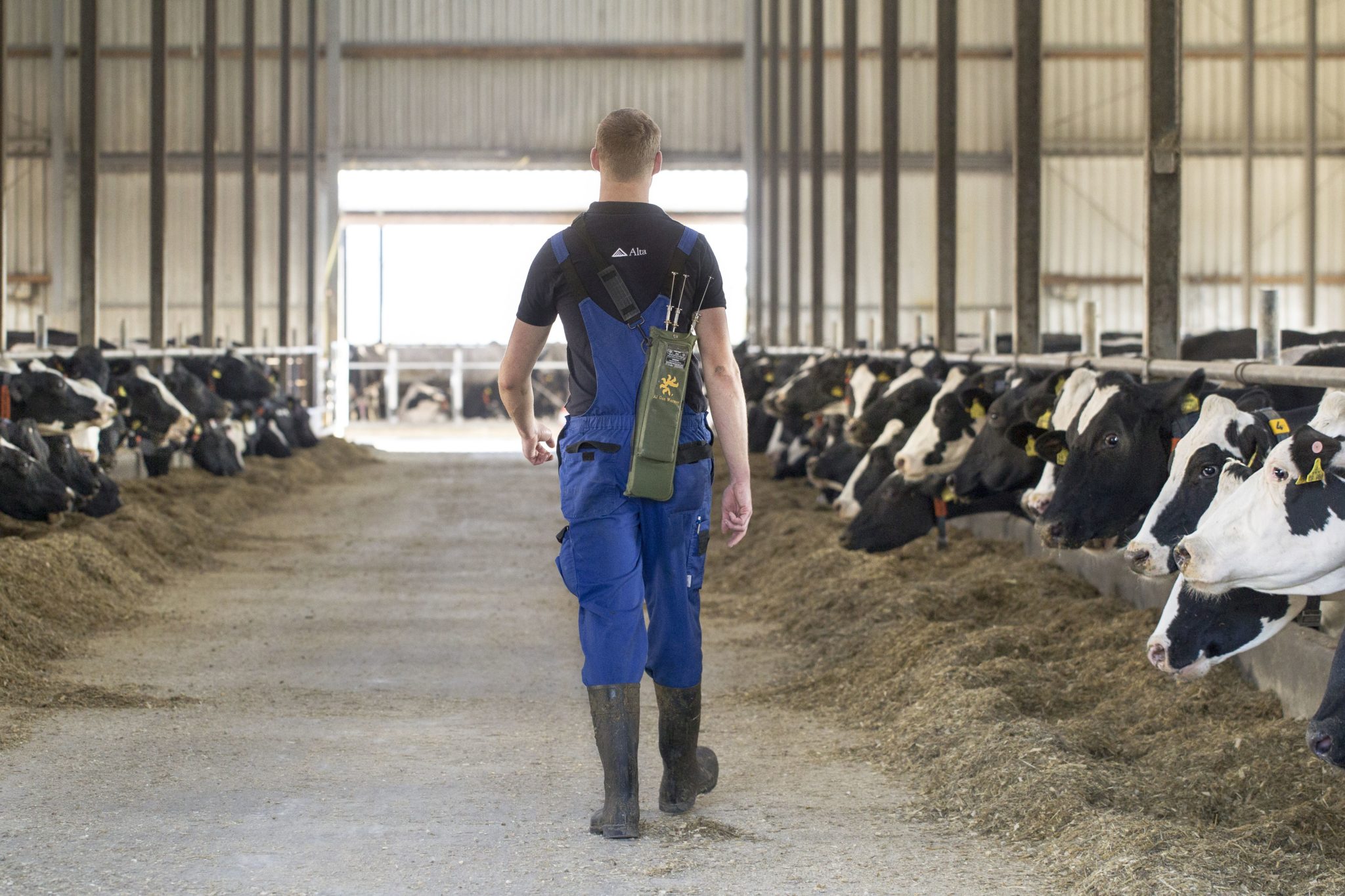 Homepage - Alta Genetics