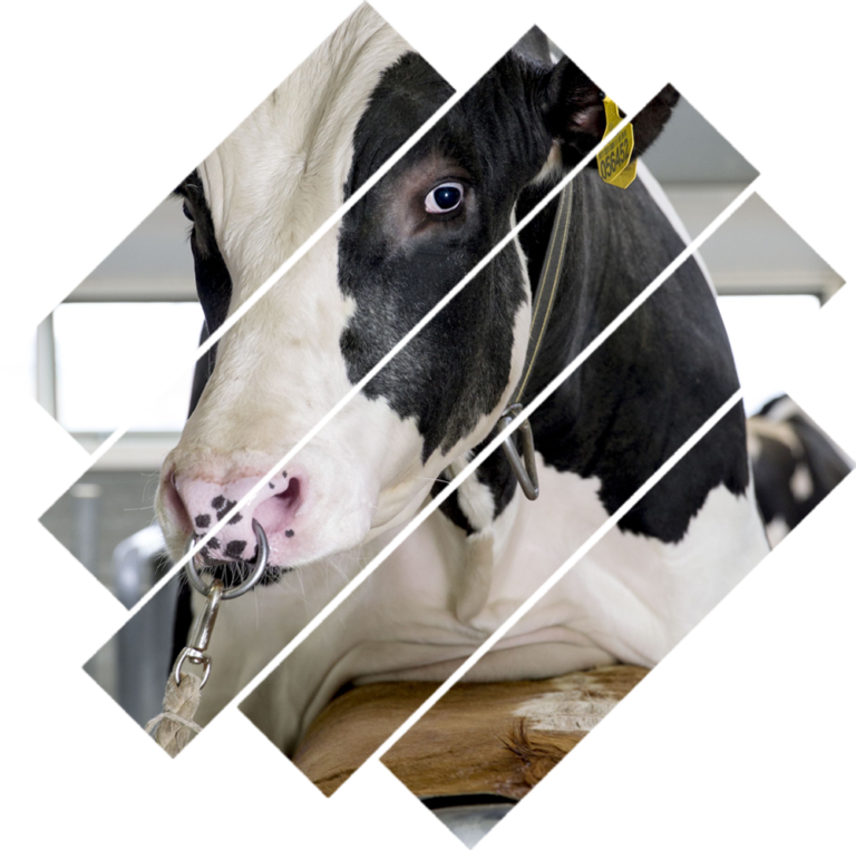 STIER ZOEKEN - Alta Genetics