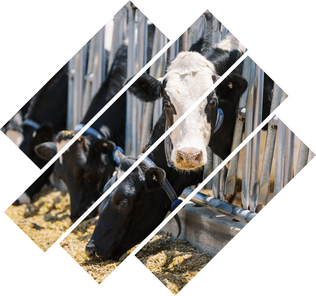 Extra voordelen met Nedap NOW - Alta Genetics